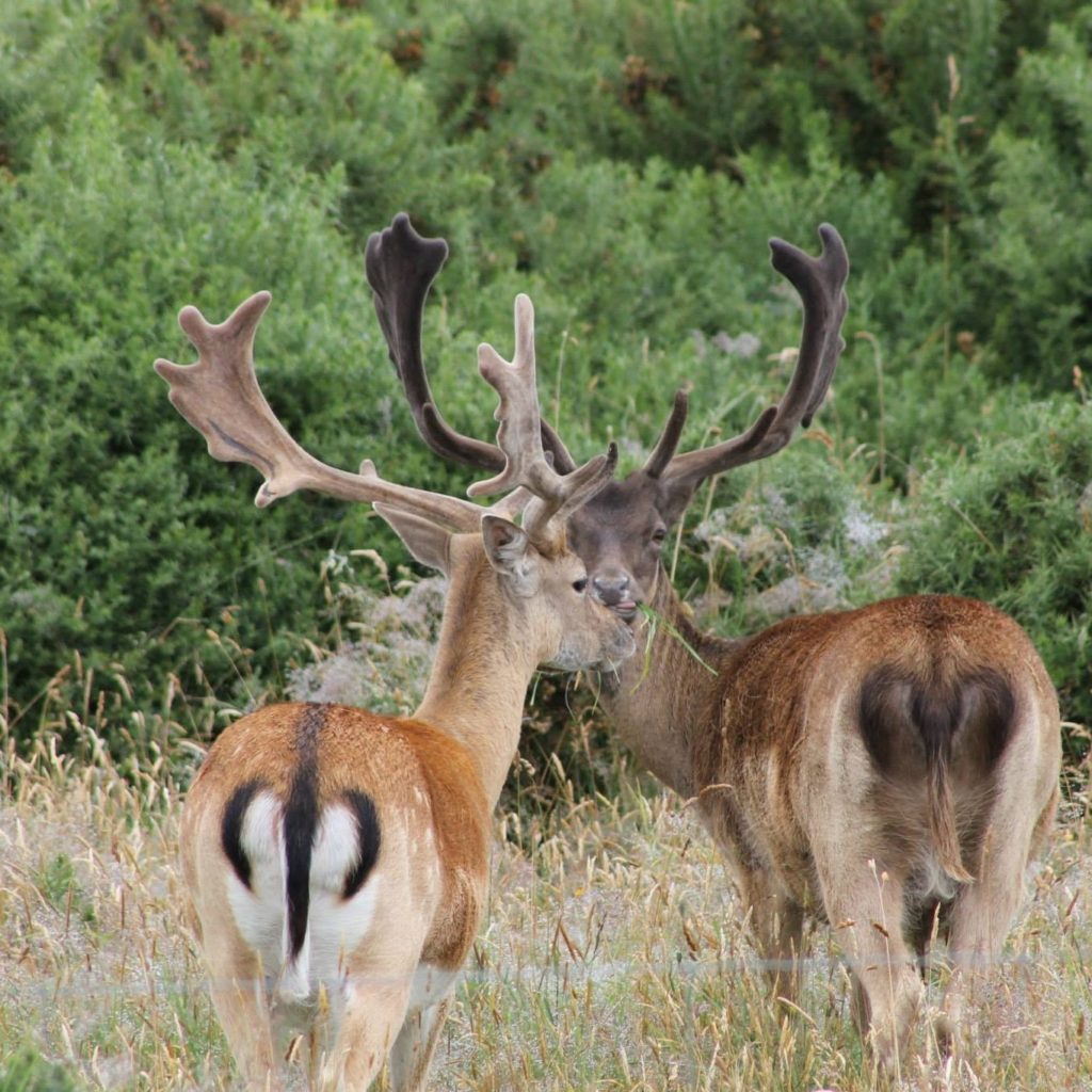 New Zealand Fallow Deer: #1 for Big Fallow Buck Hunting!