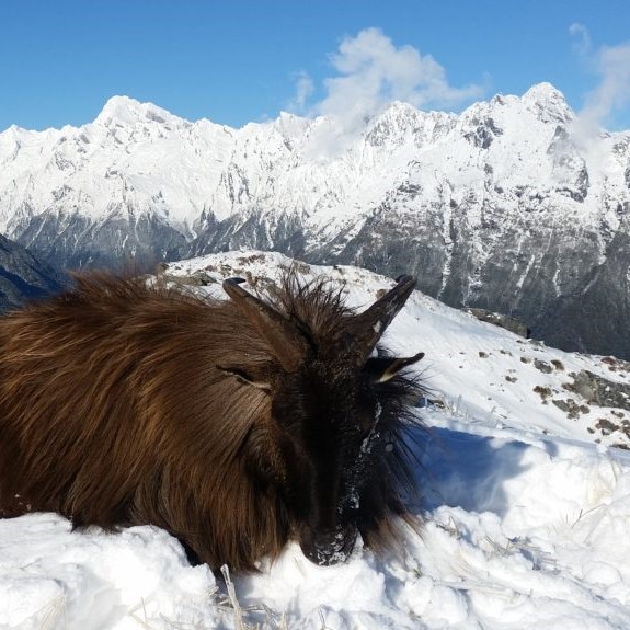 New Zealand Himalayan Tahr Hunting | Southern Hunting Adventures